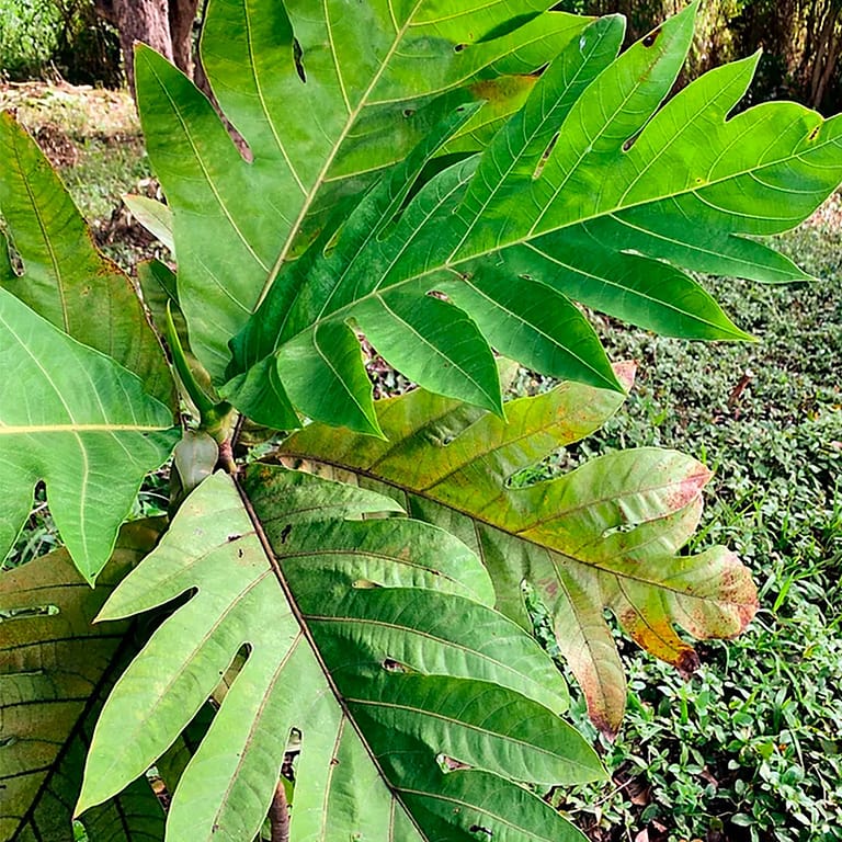 DHHL Kūpuna Rental Subsidy Program | Hawaiian Council